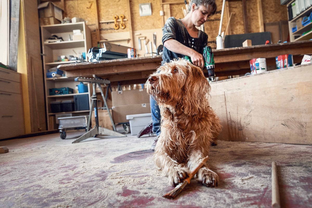 Hundehaltung: Tipps für ein harmonisches Zusammenleben