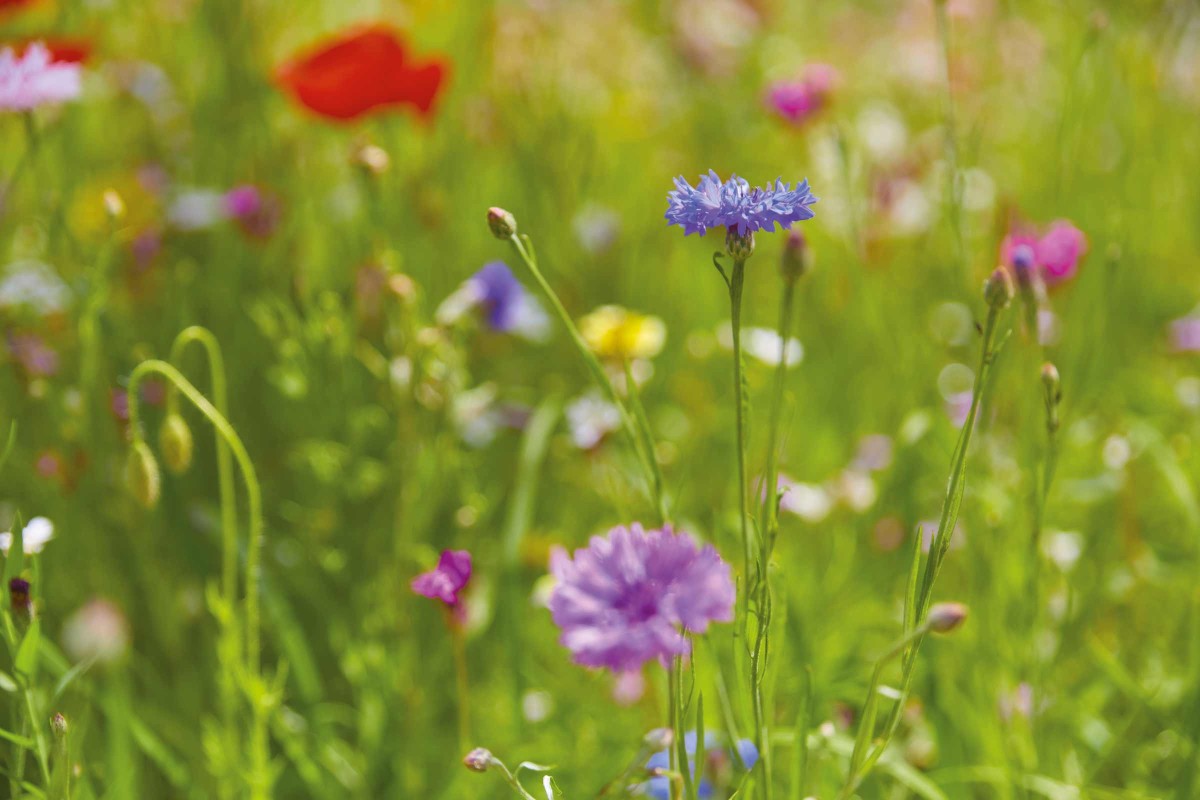 Créer une prairie fleurie: voici comment créer ton paradis floral