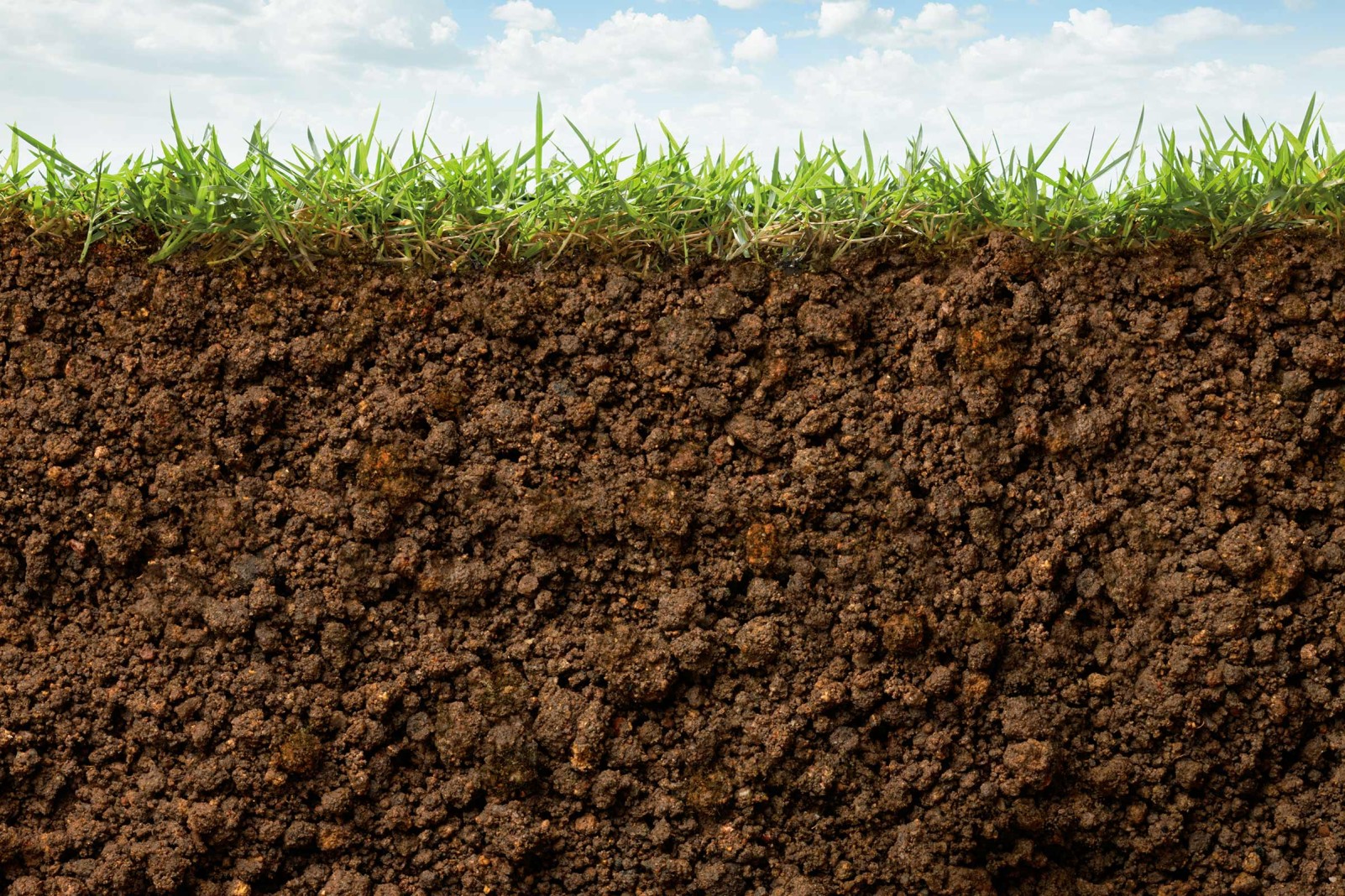 L’amélioration du sol dans le jardin | HORNBACH Suisse