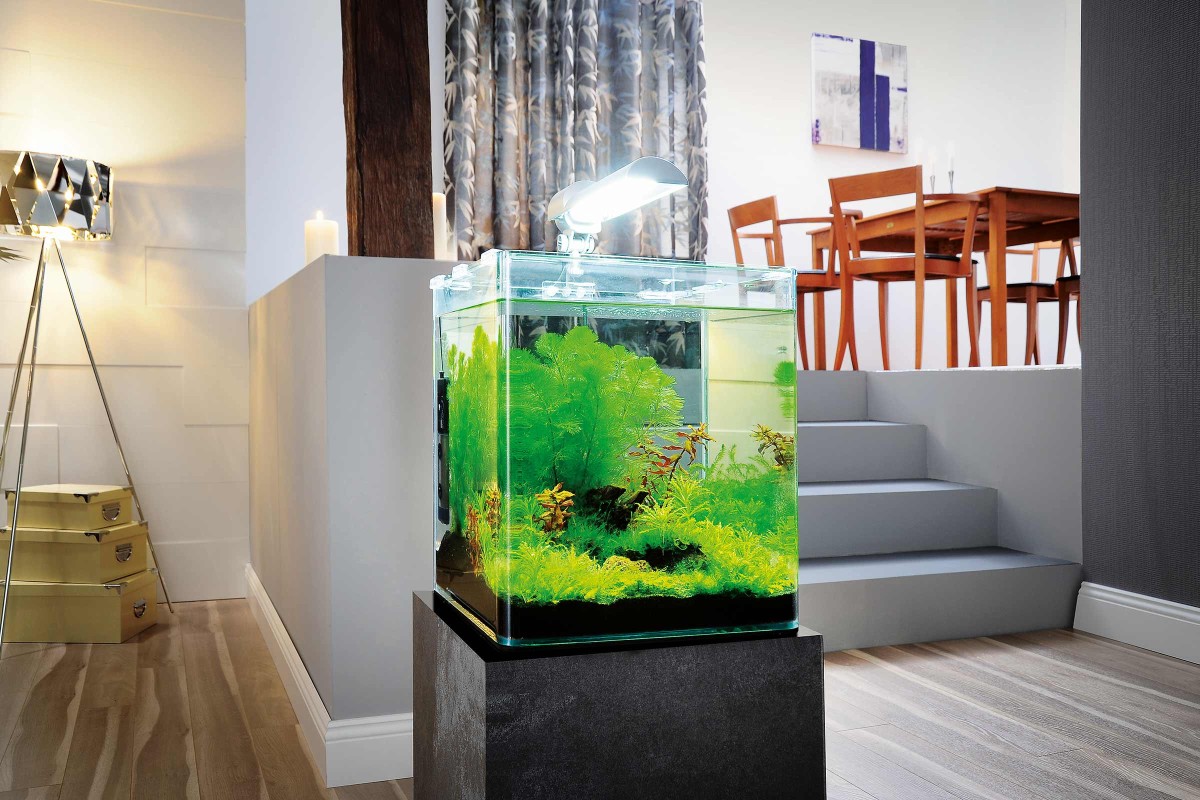 Aménager un nano-aquarium | HORNBACH