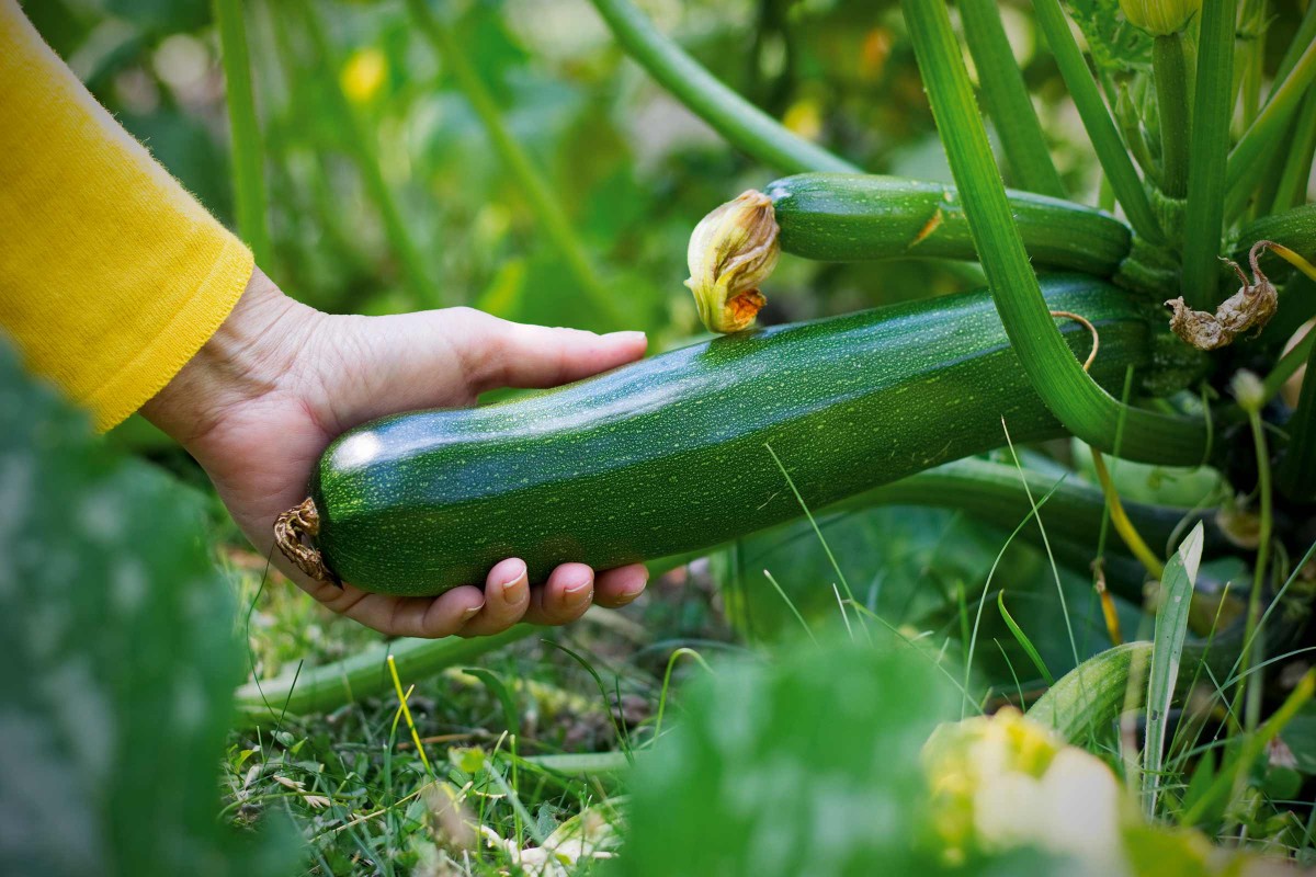 Planter des courgettes: conseils pour une récolte abondante