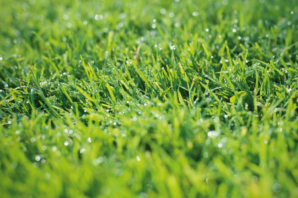 Rasenarten | Ratgeber HORNBACH Schweiz