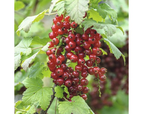 Groseillier JONKHEER VAN TETS FloraSelf CO 2, 30-50 cm rouge - HORNBACH